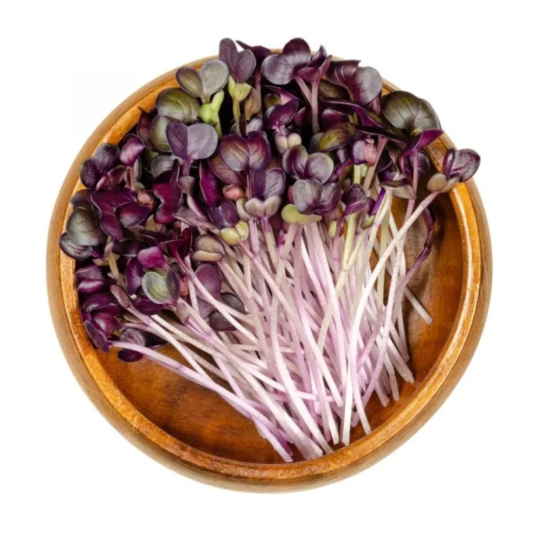 Best Microgreens for Garnish: A Chef’s Secret Weapon