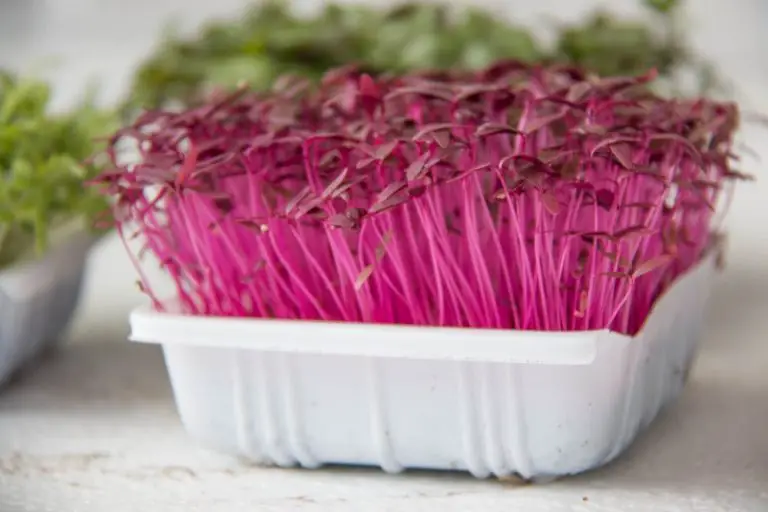 Best Microgreens for Garnish: A Chef’s Secret Weapon