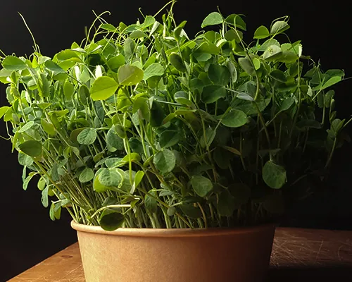 Growing Microgreens In A Pot - Farm Fresh Choice