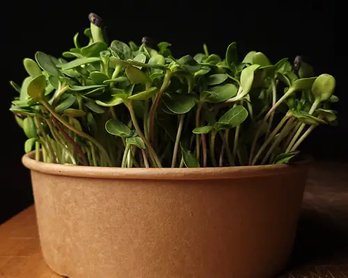 Growing Microgreens In A Pot - Farm Fresh Choice