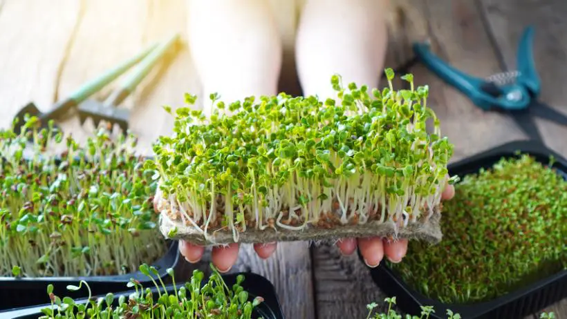 Microgreens Nutrition Facts: What Makes Them a Superfood?