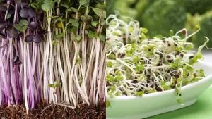 What Tiny Cabbage Sprouts Look Like Up Close