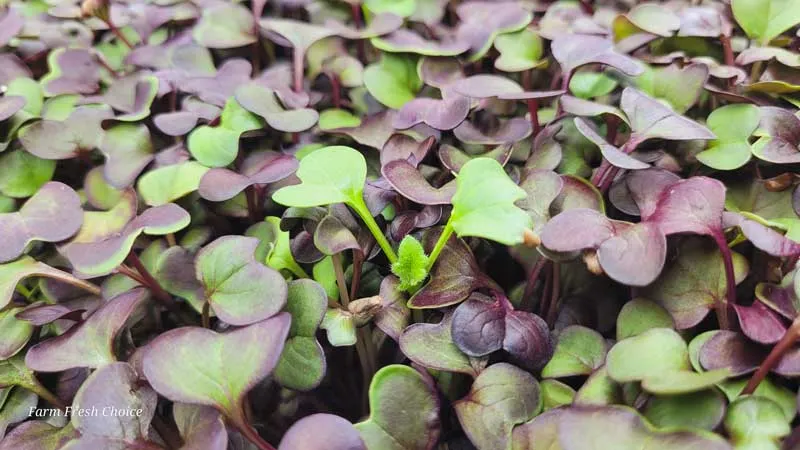 9 Best Microgreens to Eat and Grow at Home