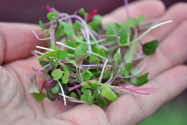 The Best Sprouts To Grow And Add to Your Diet