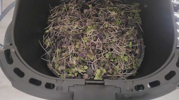 Jwala Finger Hot Chili Peppers: Heat, Flavor and Everyday Uses