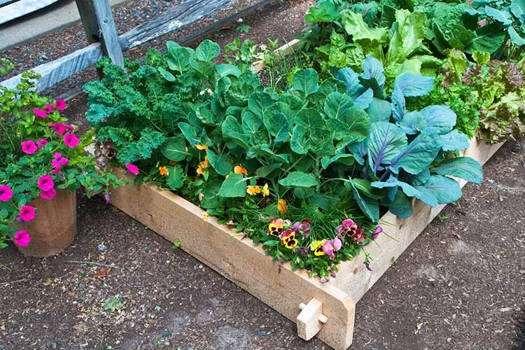 12 Safe Insecticide for Pollinators That Won’t Harm the Good Bugs
