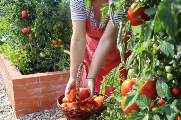 12 Safe Insecticide for Pollinators That Won’t Harm the Good Bugs