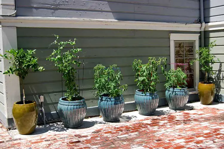 Master Growing Mesclun with These Easy Steps