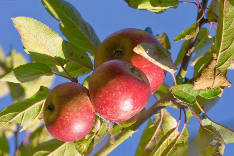 Vegetables to Grow from Seed in a Raised Bed - Farm Fresh Choice