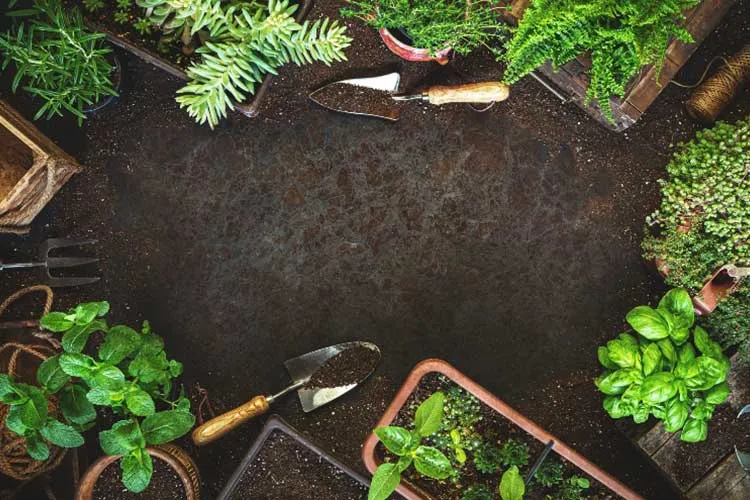 How to Prepare Raised Garden Bed for Fall