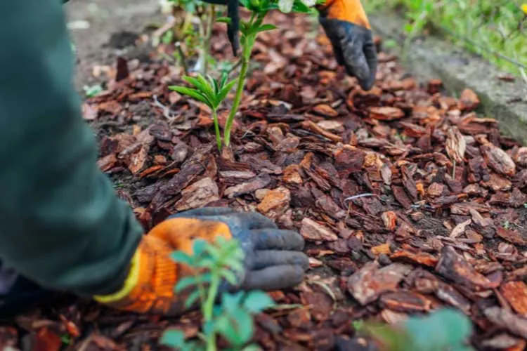 Best Mulch for Raised Garden Beds