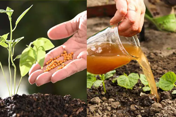 Granular vs Liquid Fertilizer: Is There Really a Difference?