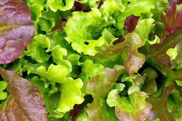 The Real Benefits of Eating Lettuce Everyday