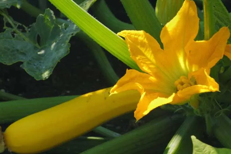 How to Prune Squash in a Raised Beds