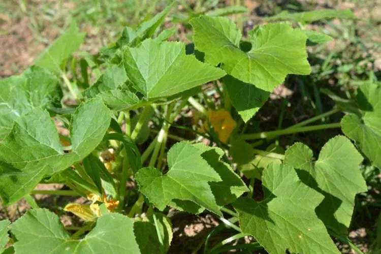 How to Prune Squash in a Raised Beds