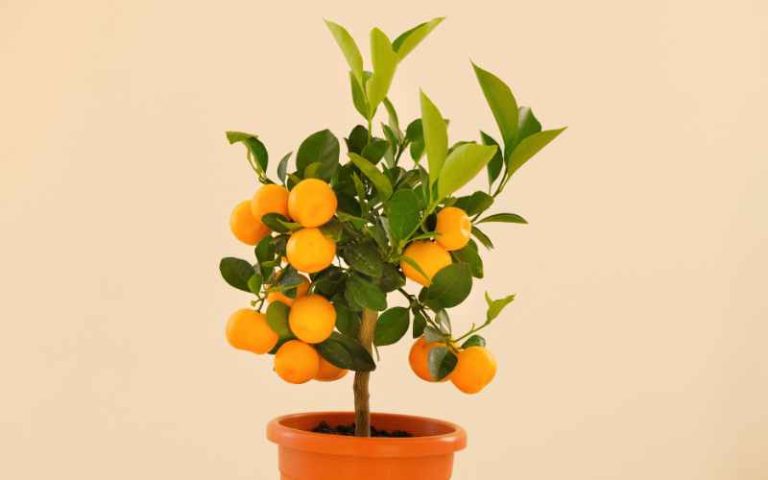 How to Grow Citrus Trees in Containers