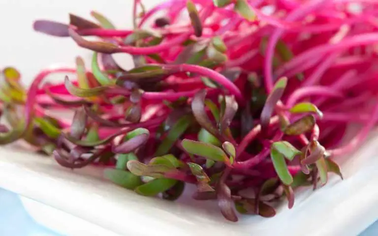 The Best Sprouts To Grow And Add to Your Diet