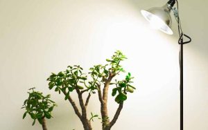 Lighting for Indoor Plants: A Complete Guide