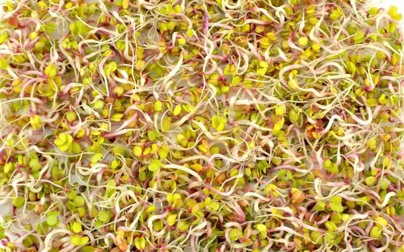 How to Grow Radish Sprouts Indoors in 5 Easy Steps