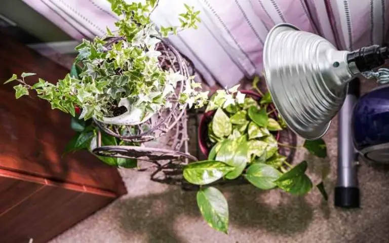 Lighting for Indoor Plants: A Complete Guide
