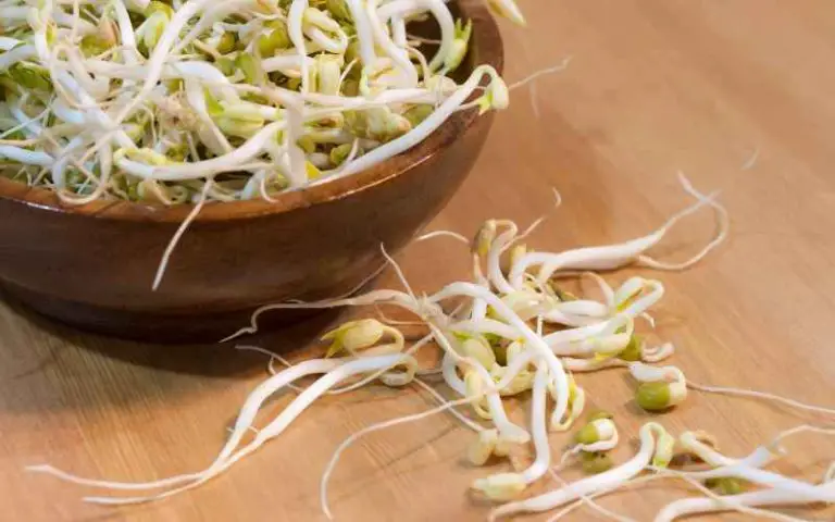 How to Keep Bean Sprouts Fresh Longer