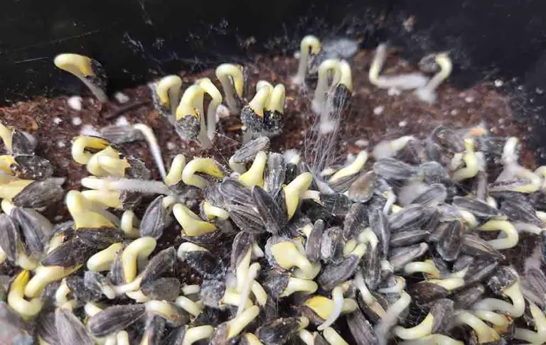 How to Prevent Moldy Sunflower Microgreens Seeds