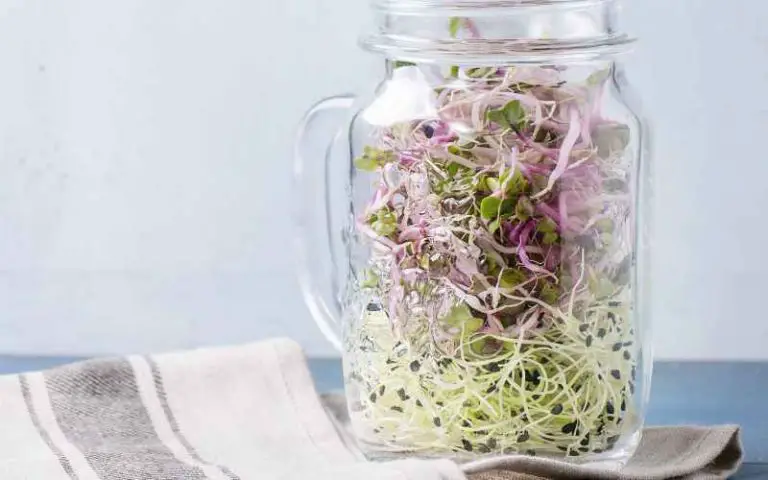 Sterilize Sprouting Jars: The Crucial First Step to Safe Sprouts