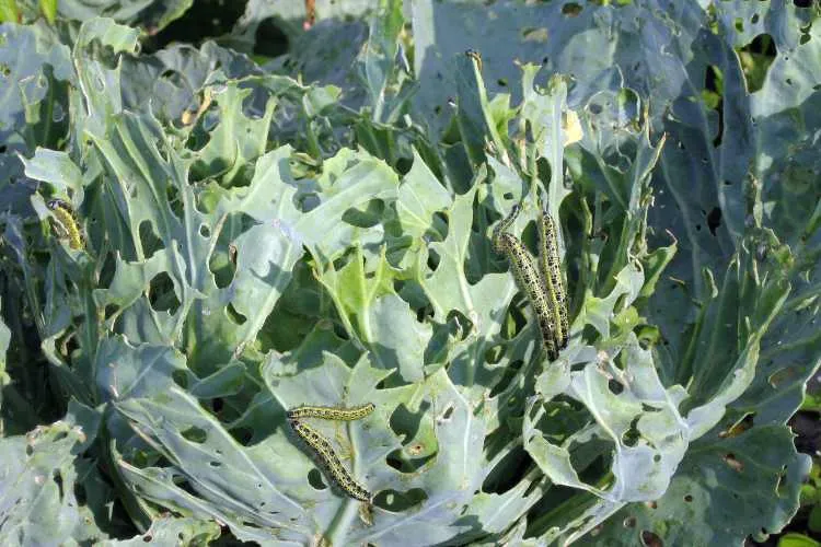 7 Most Common Garden Pest—and How to Get Rid of Them