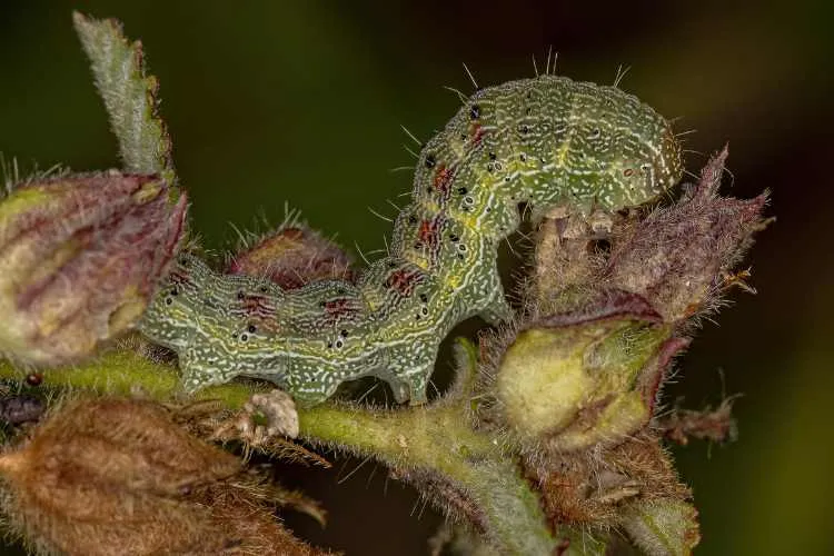 7 Most Common Garden Pest—and How to Get Rid of Them