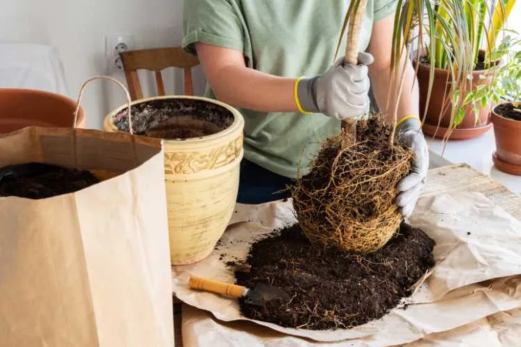 How to Repot Your Houseplants Without Stressing Them Out