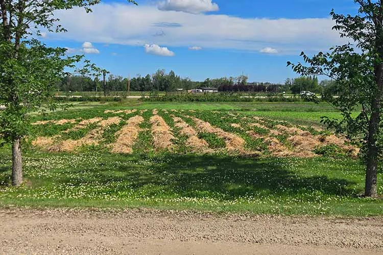 5 U-Pick Strawberry Farms Near Edmonton You Need to Visit