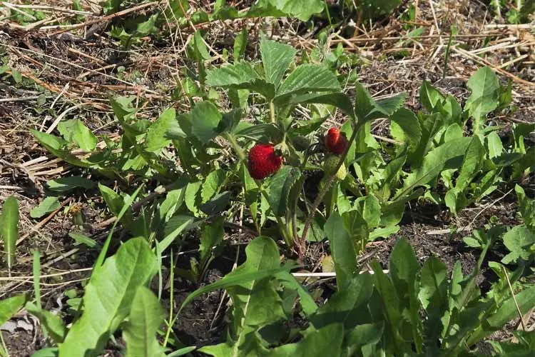 5 U-Pick Strawberry Farms Near Edmonton You Need to Visit