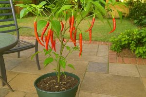 Jwala Finger Hot Chili Peppers: Heat, Flavor and Everyday Uses